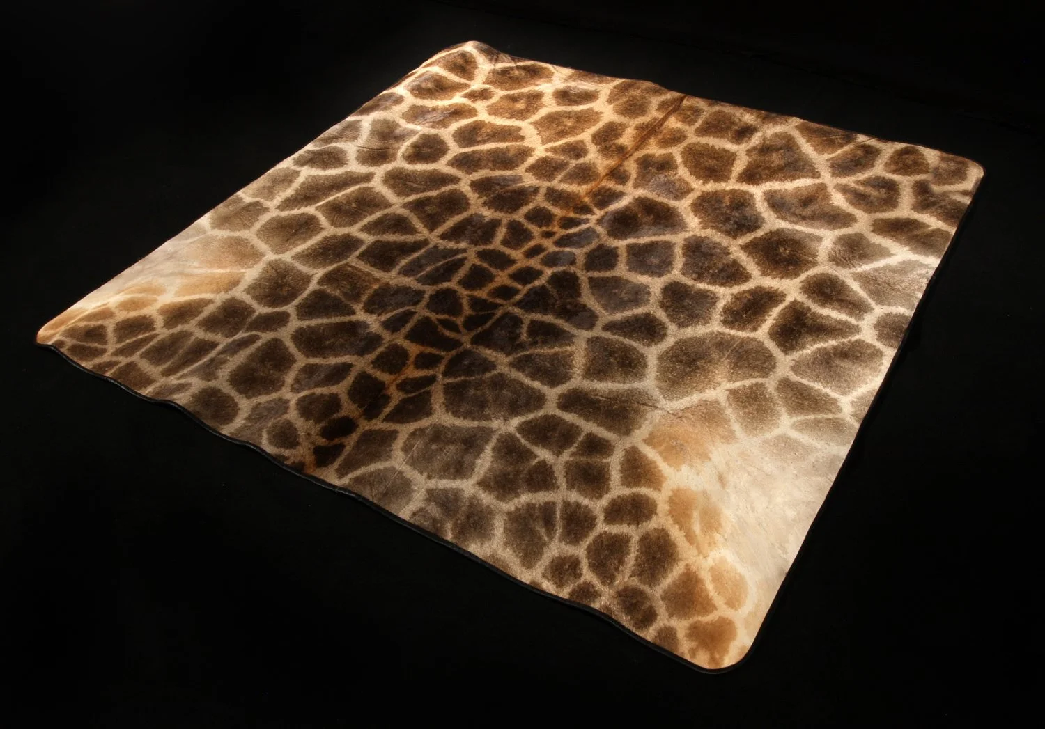 The Wildlife Gallery Custom Taxidermy Studio - Rug Taxidermy Photos ...