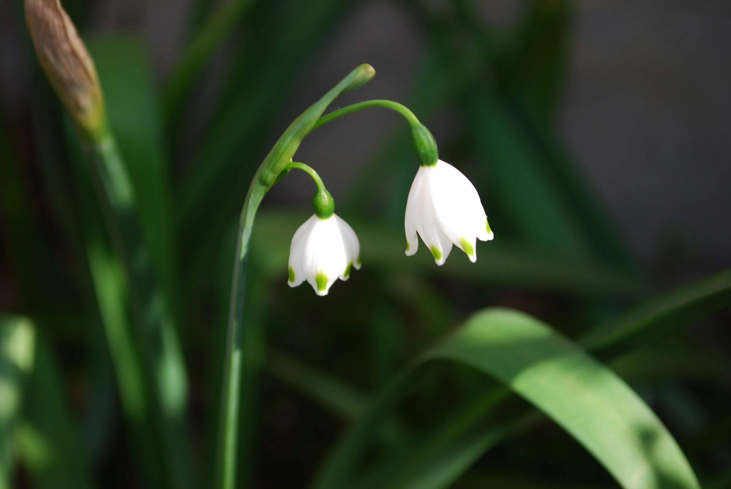 Cocker Shell Flower