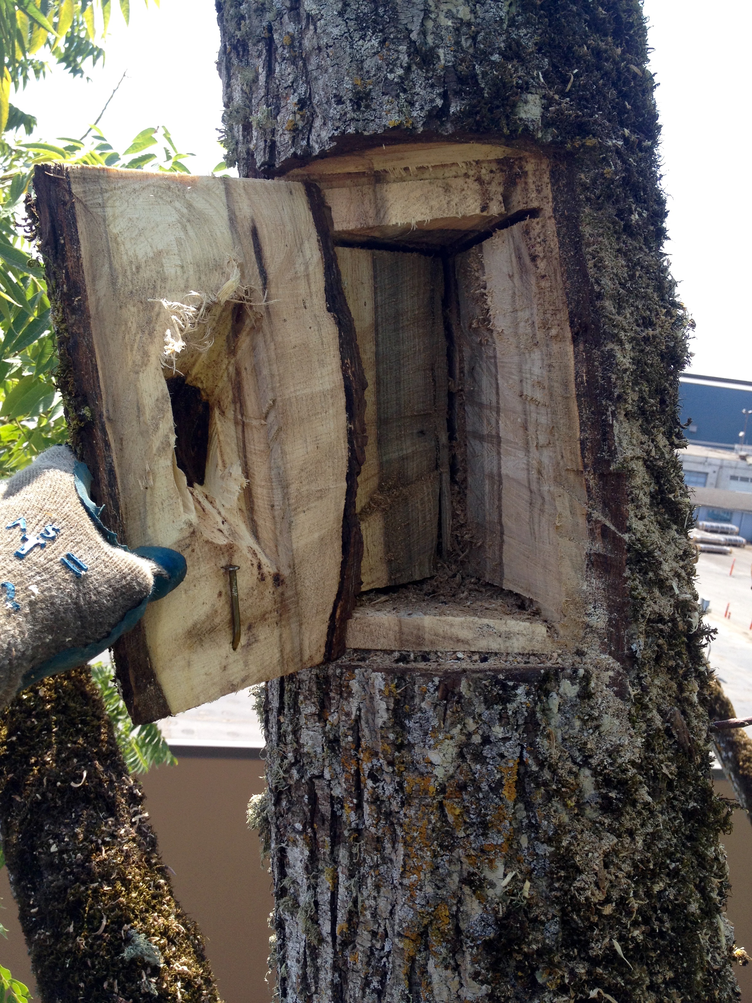 Environmental — Arboriculture International | Tree Preservation ISA ...