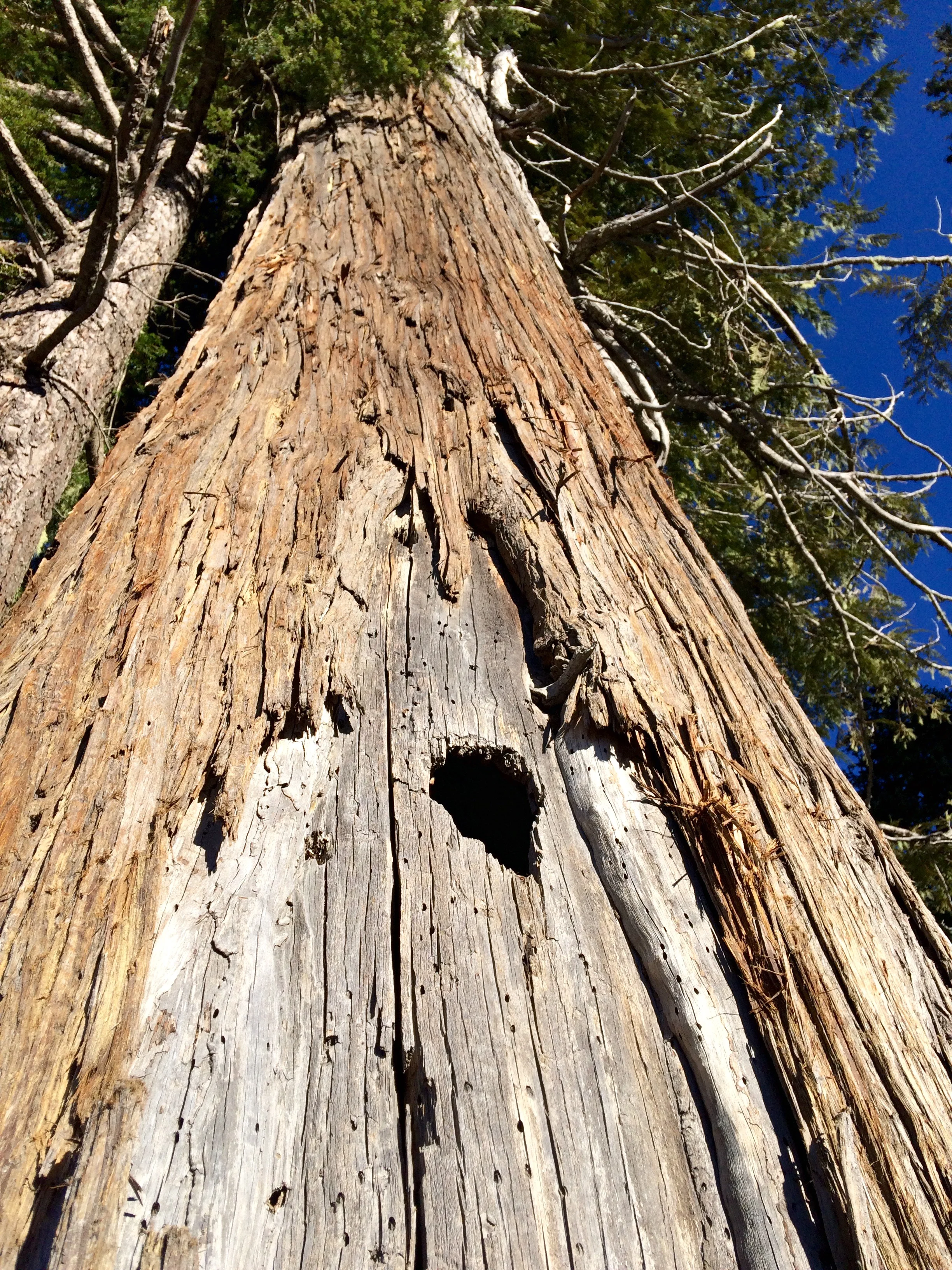 Environmental — Arboriculture International | Tree Preservation ISA ...