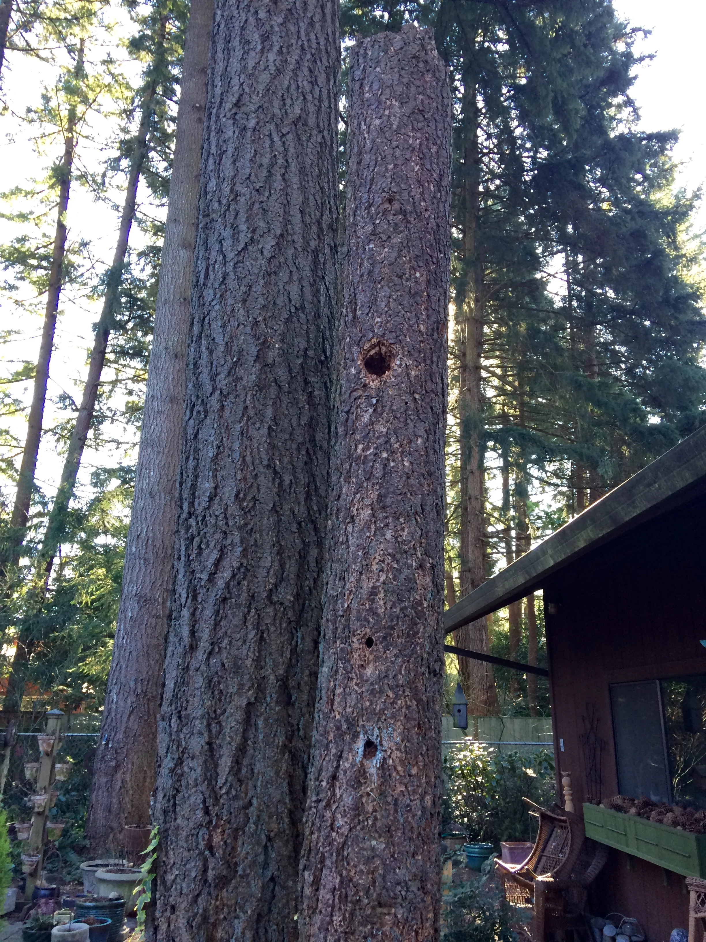 Environmental — Arboriculture International | Tree Preservation ISA ...