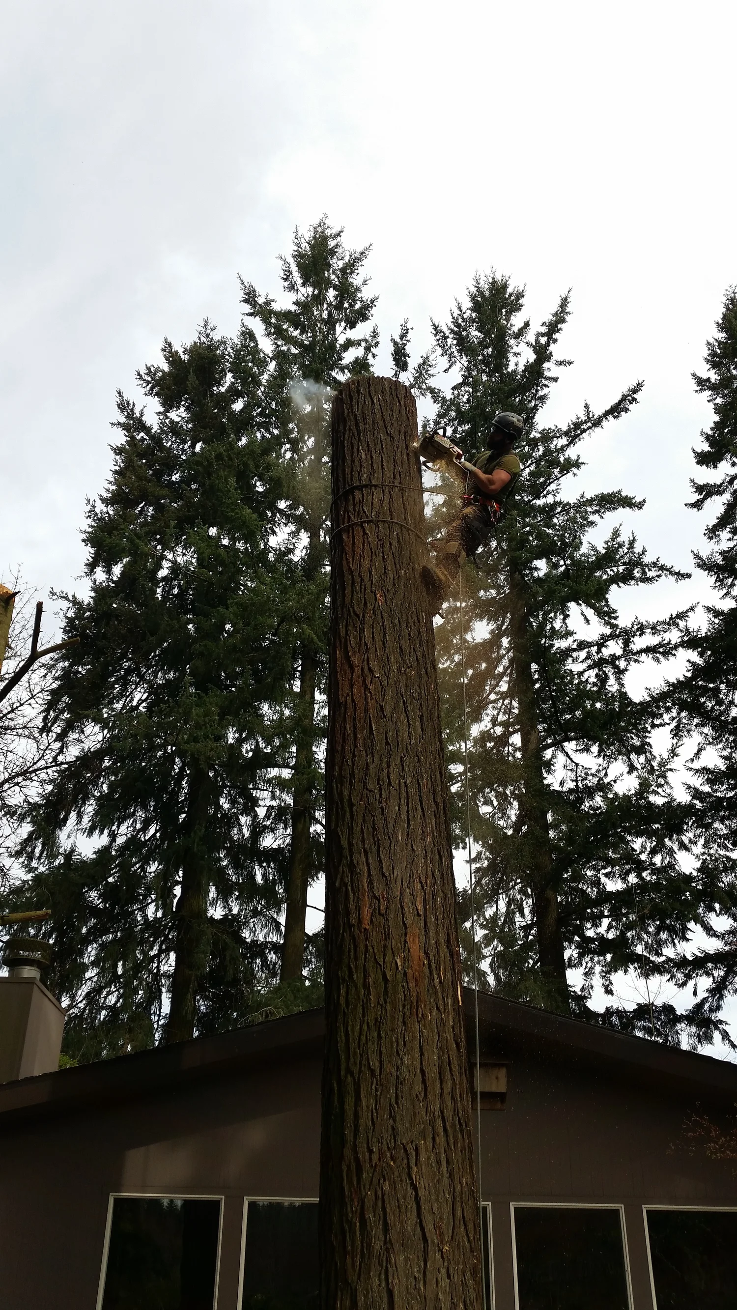 Details — Arboriculture International | Tree Preservation ISA Arborist Care