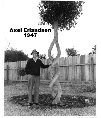 The history of arborsculpture — Arborsmith Studios