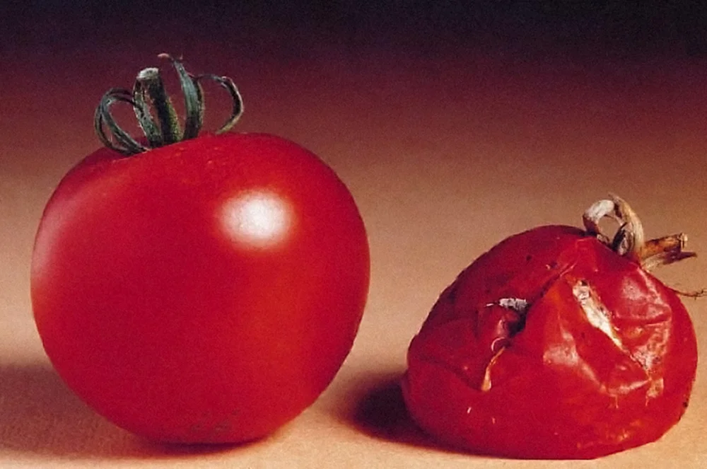 How do we feed 7 billion people?
