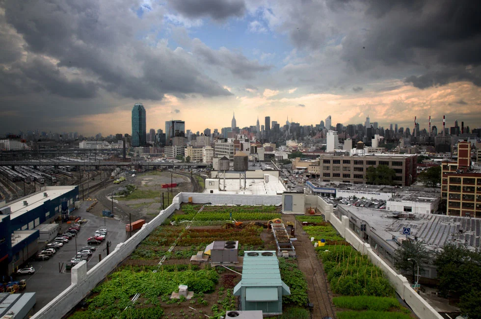 Urban Hydroponic Farming