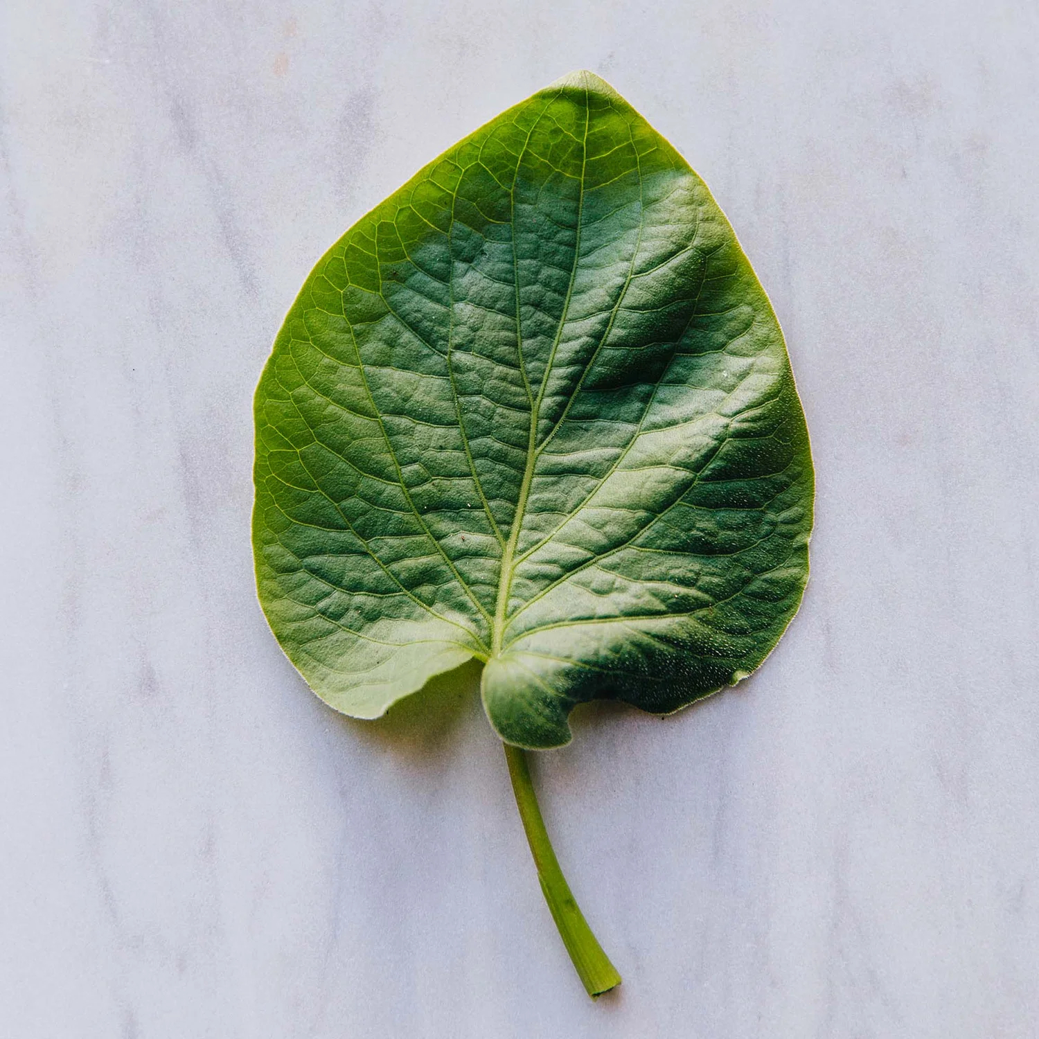 10 Unique Greens You Won’t Find at Your Local Grocery Store (But Should)