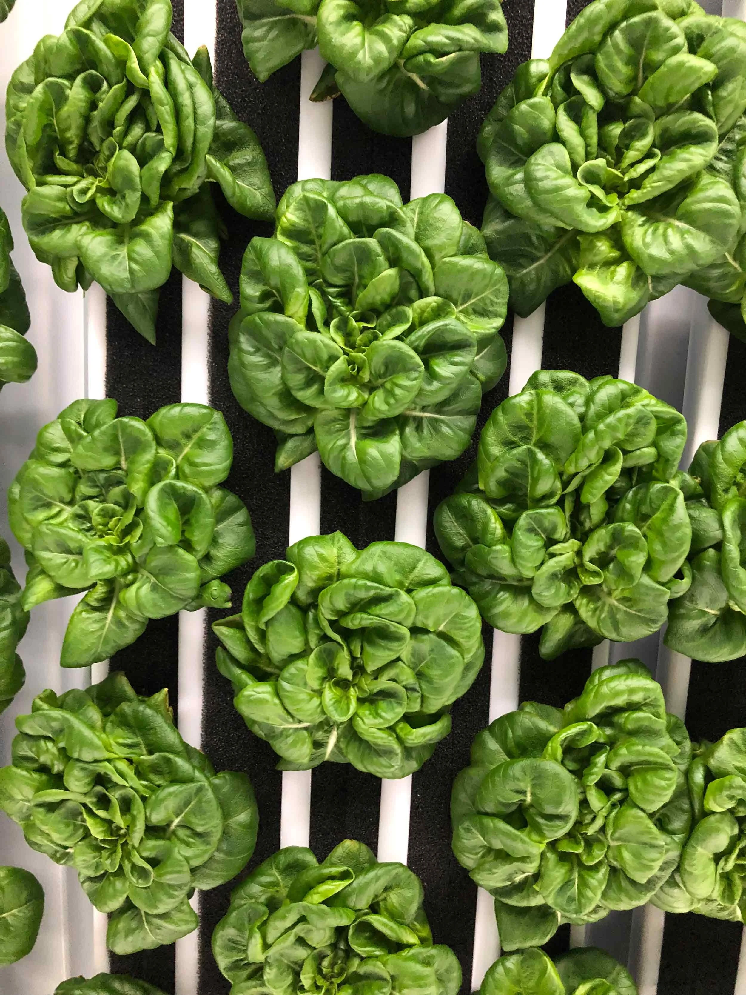 Maximizing space in the Greenery S with vertical farming