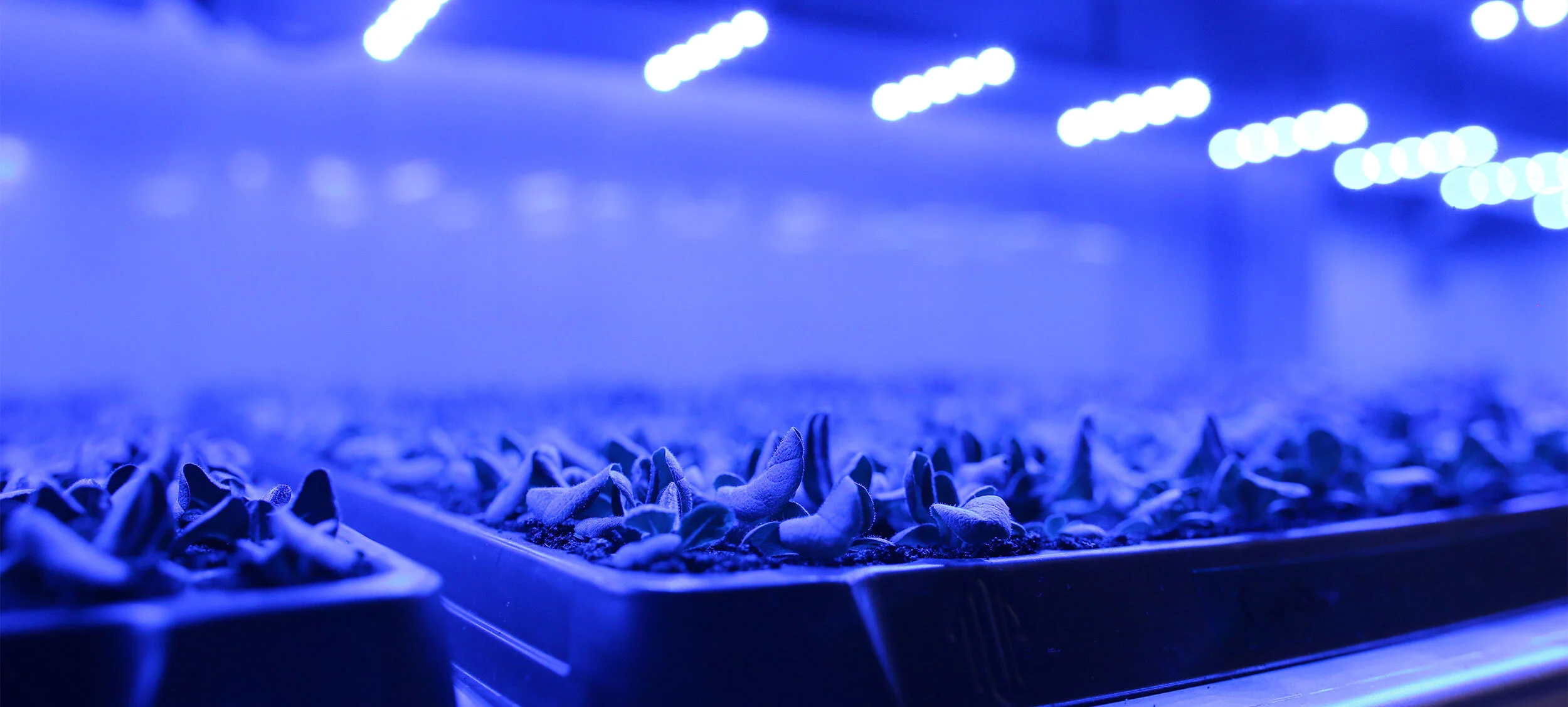 Plant Cloning – 4 Easy Steps to Get Started