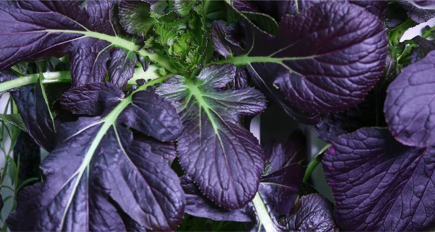 The Greenery - Smart Container Farm | Freight Farms