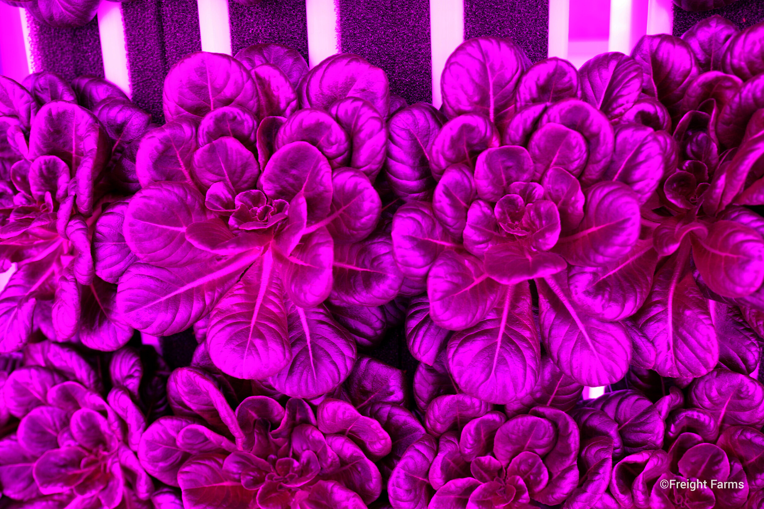 The Greenery - Smart Container Farm | Freight Farms