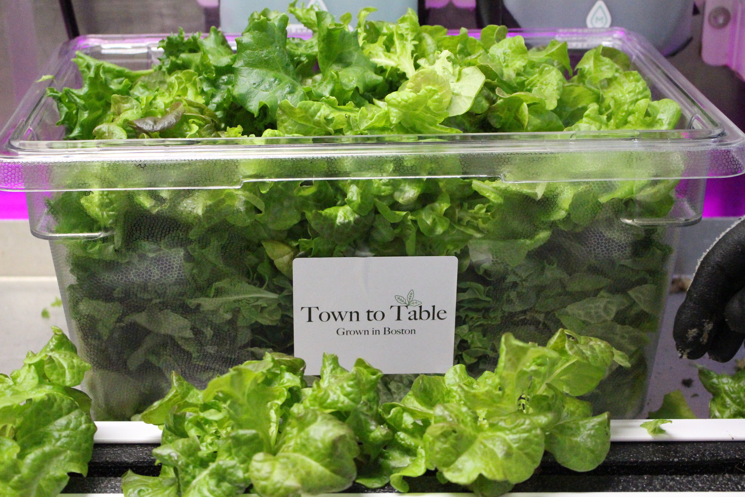 Container Farming Webinars | Urban Farming Webinars | Hydroponics ...