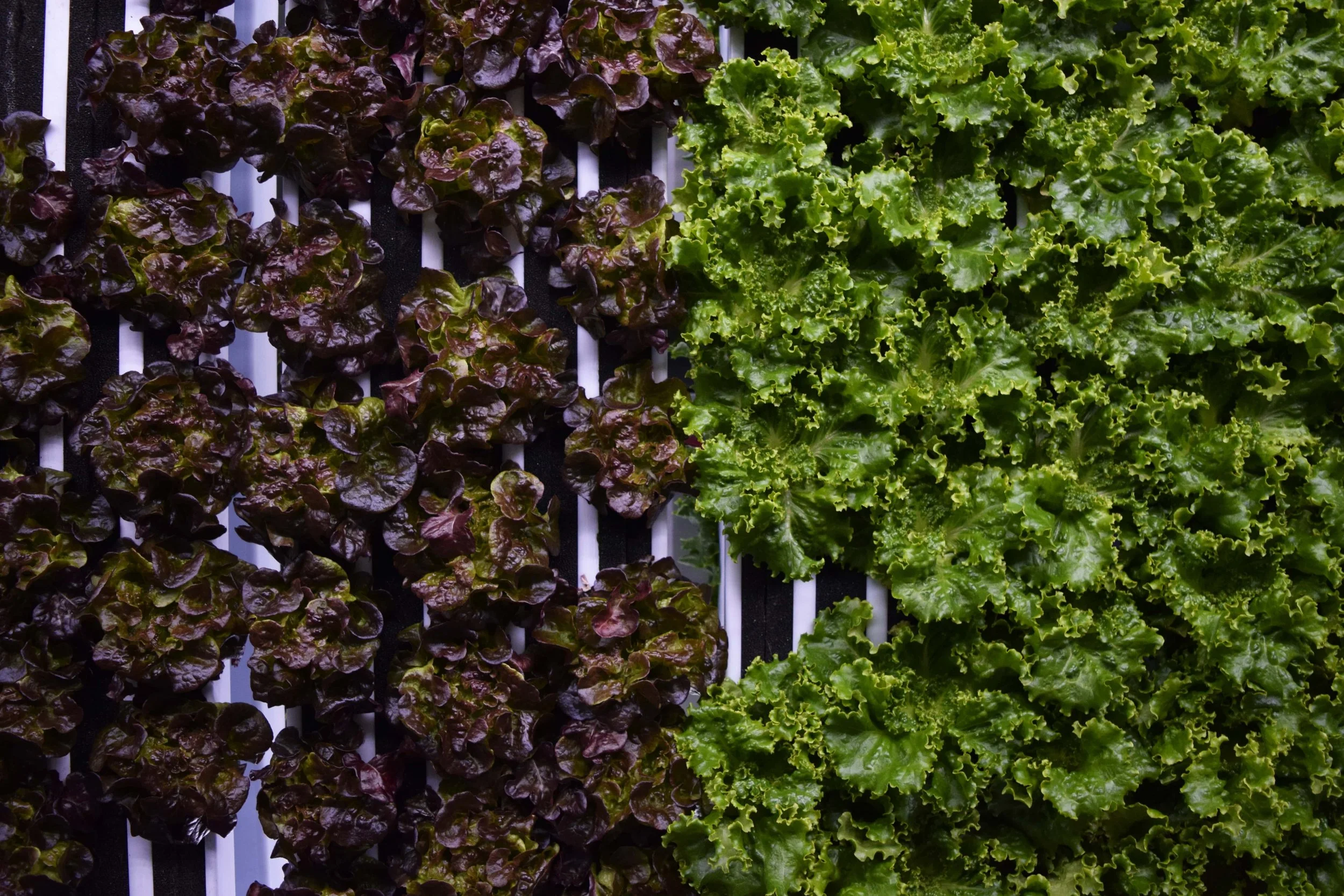 Greenery S | The Ultimate Vertical Farm | Freight Farms