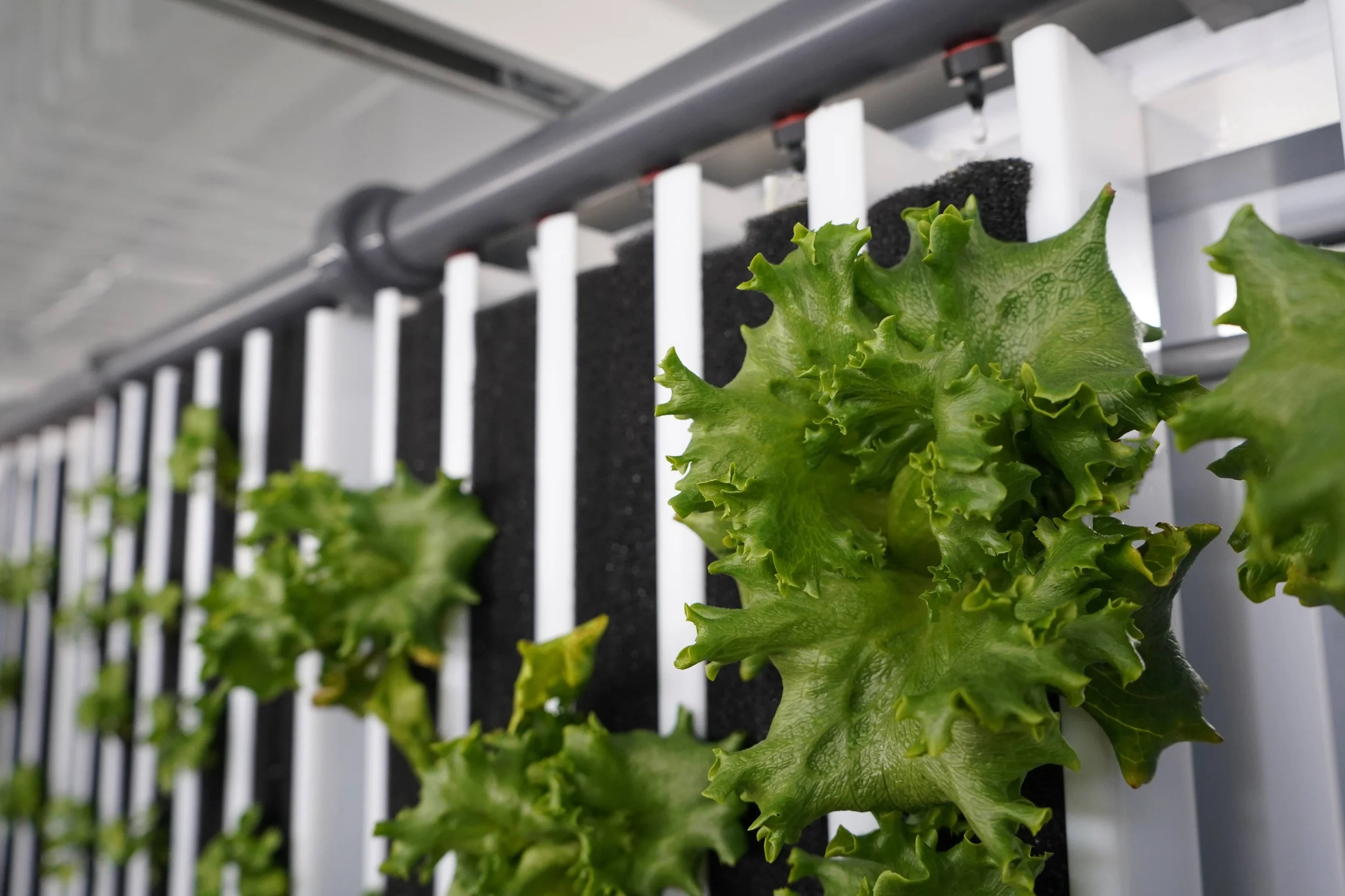 Hydroponic Farming & Container Farming 101