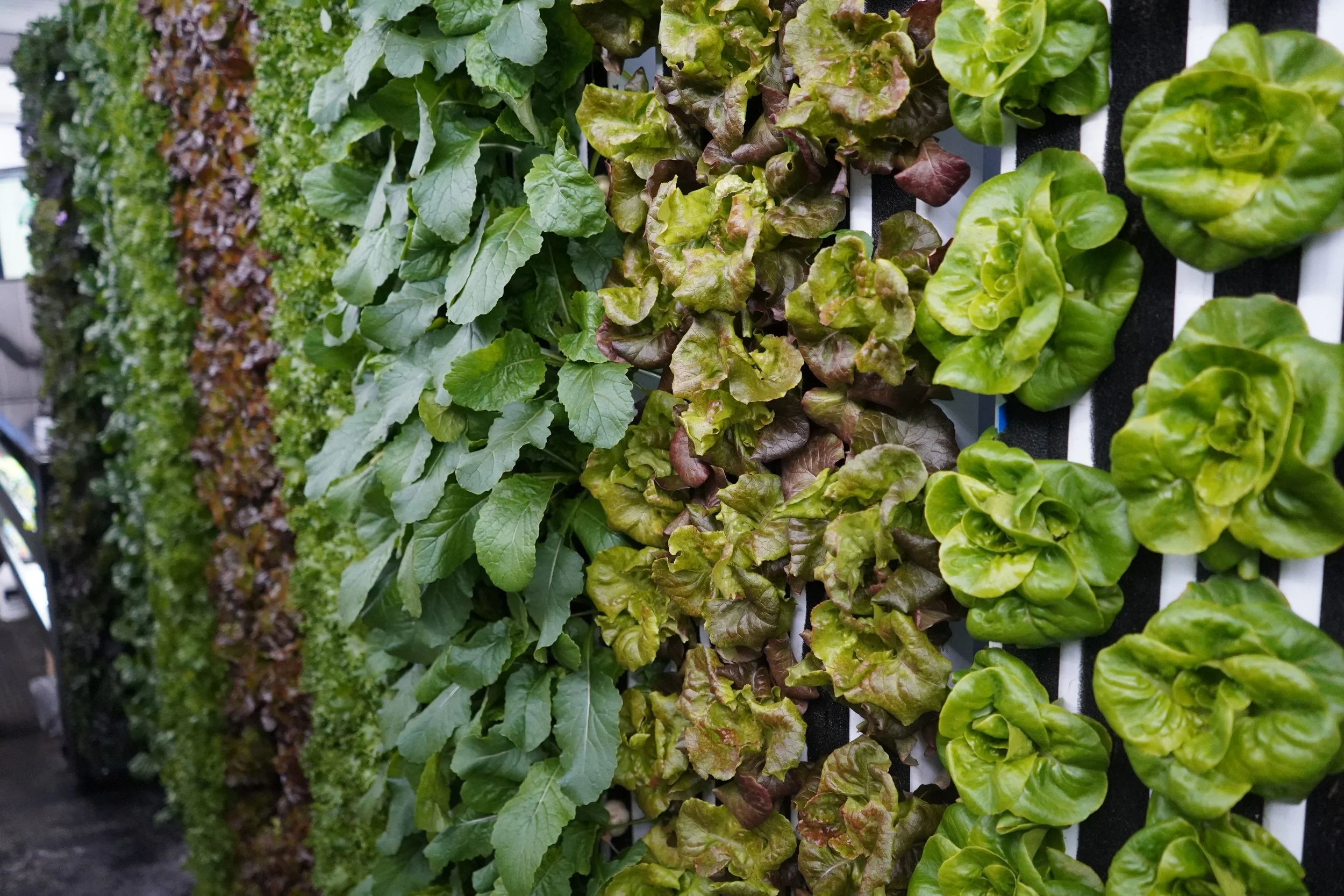 Freight Farms | Start Growing Fresh Produce On-site