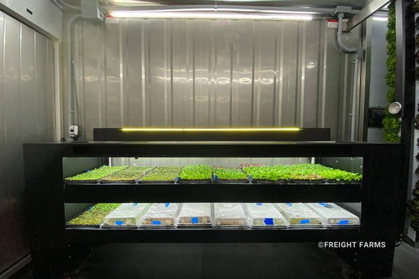 Hydroponics 101: The Future of Sustainable Farming Without Soil