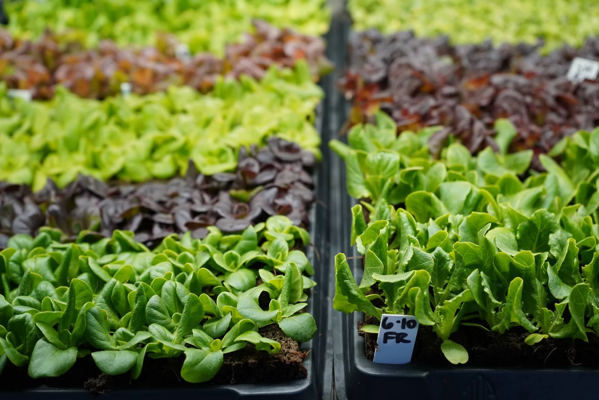 Start Container Farming at Your Healthcare Organization - Freight Farms