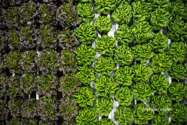 Mastering your Freight Farm's Crop Plan