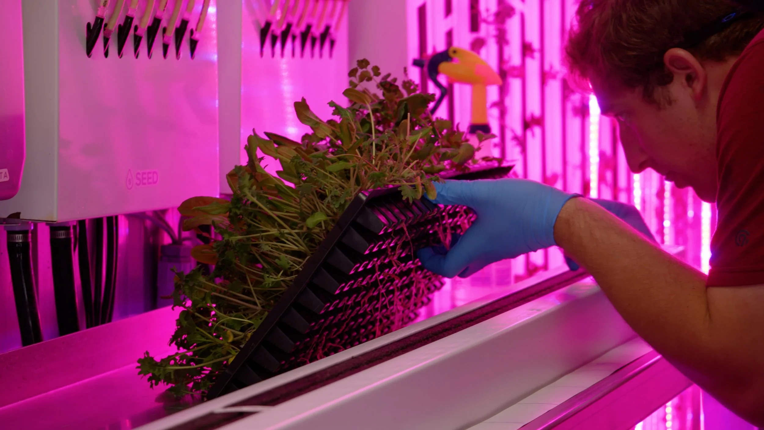 STEM in Agriculture Education