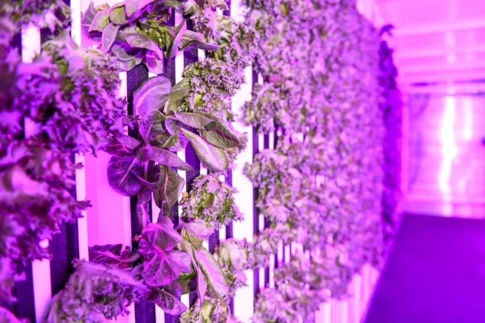 AdventHealth Provides Health Benefits to Patients and Staff Through ...