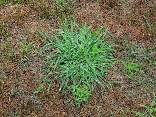 When is the best time to apply crabgrass preventer Dvorak Landscape Supply LLC