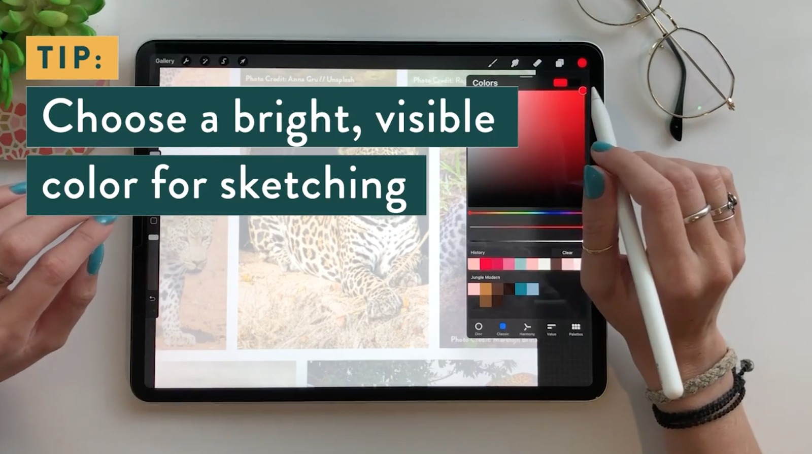 How to Sketch Animals from a Reference Photo — CatCoq