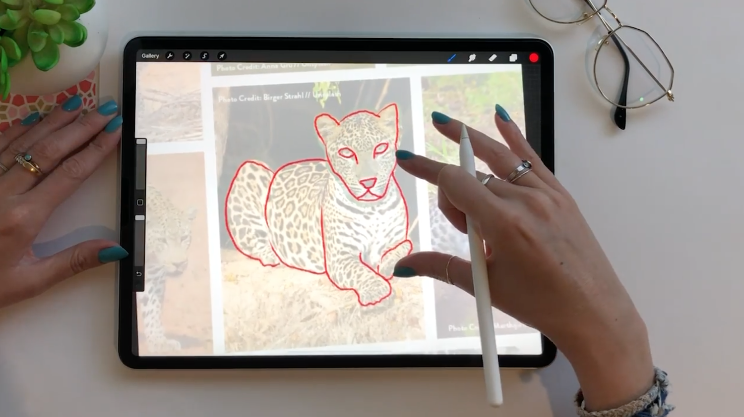 How to Sketch Animals from a Reference Photo — CatCoq