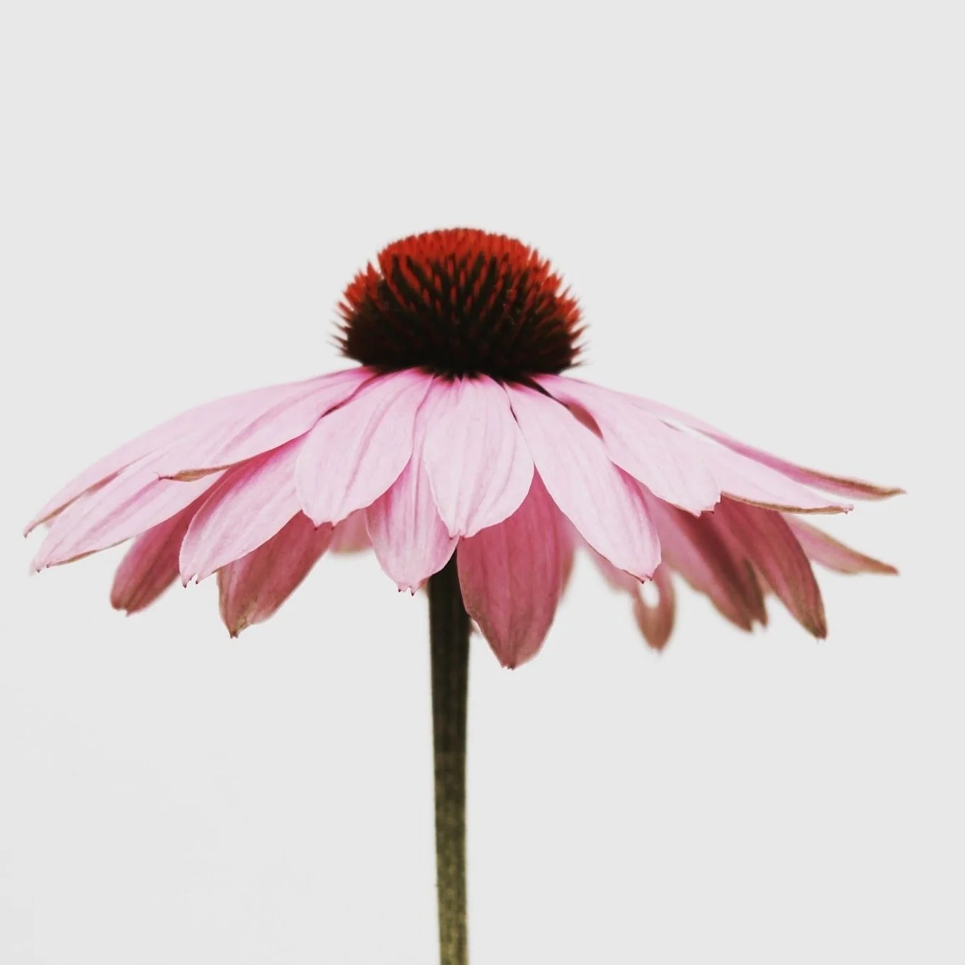 Easy Watercolor Flower Tutorial — CatCoq