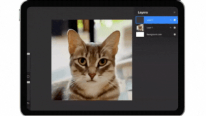 How to Create a Custom Pet Portrait in Procreate — CatCoq