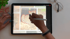 Draw Animals in Procreate — CatCoq