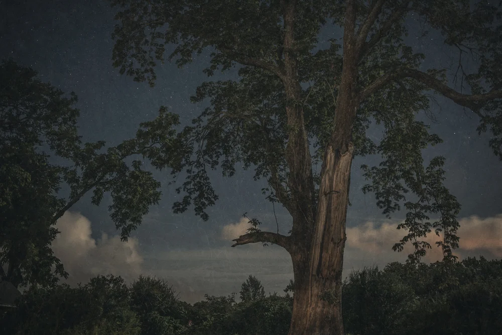 Southern Trees [As Viewed from A Plantation Backyard] — Noah Stephens