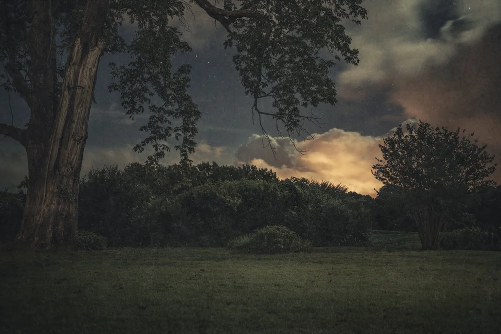 Southern Trees [As Viewed from A Plantation Backyard] — Noah Stephens