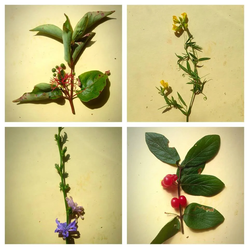 How To Plant A Garden For Dummies | Fasci Garden