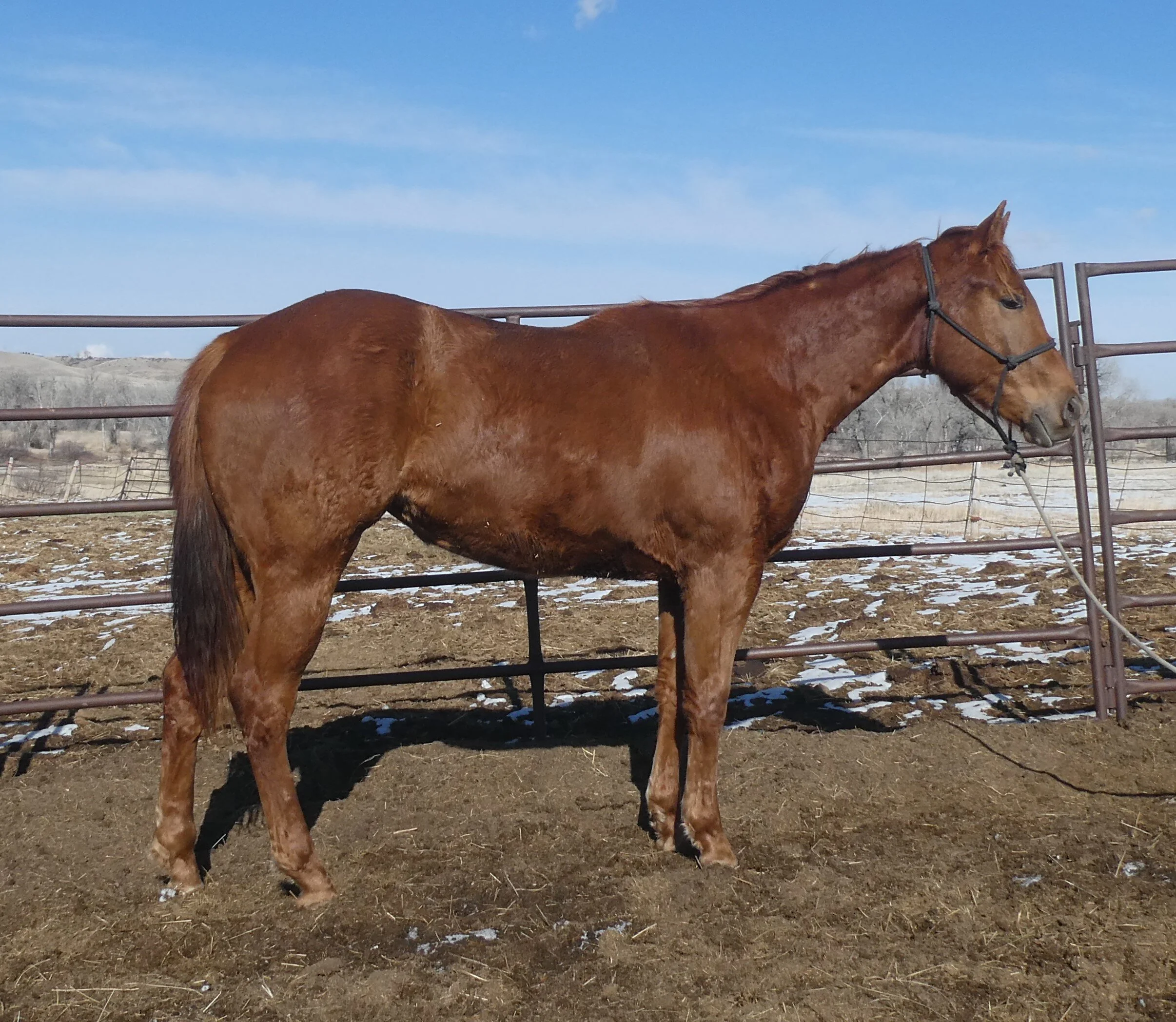 2019 Prospects — 29 Quarter Circle Ranch