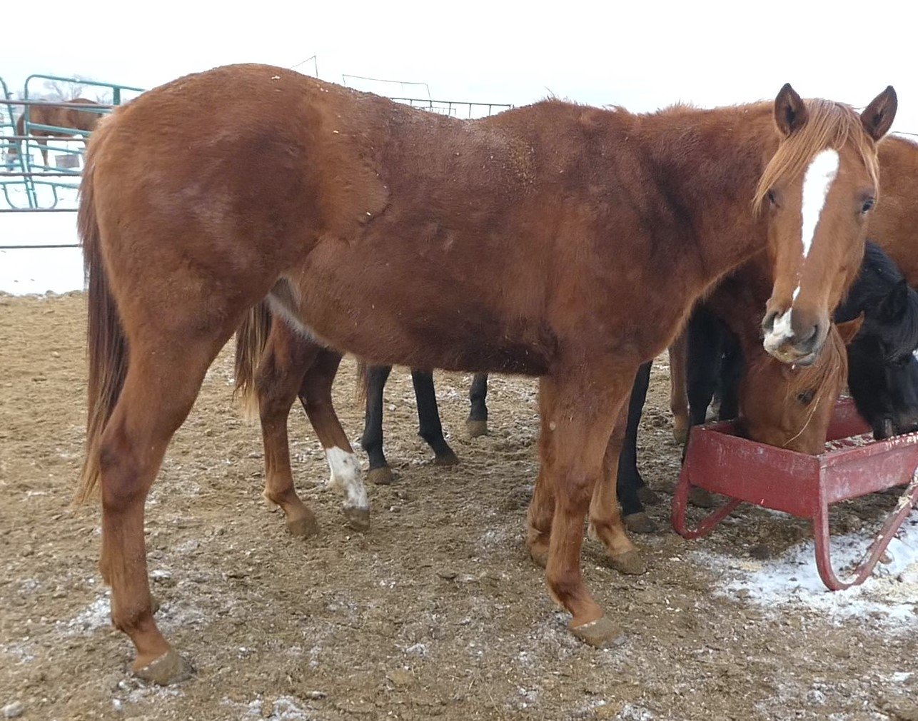 2020 Prspects — 29 Quarter Circle Ranch