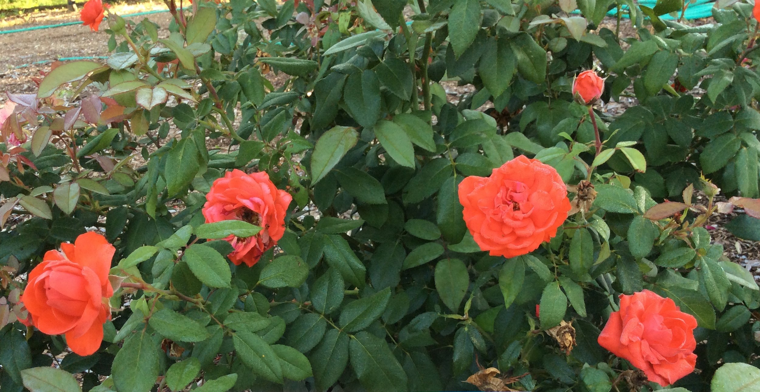 True Passion Tm — American Rose Trials For Sustainability®