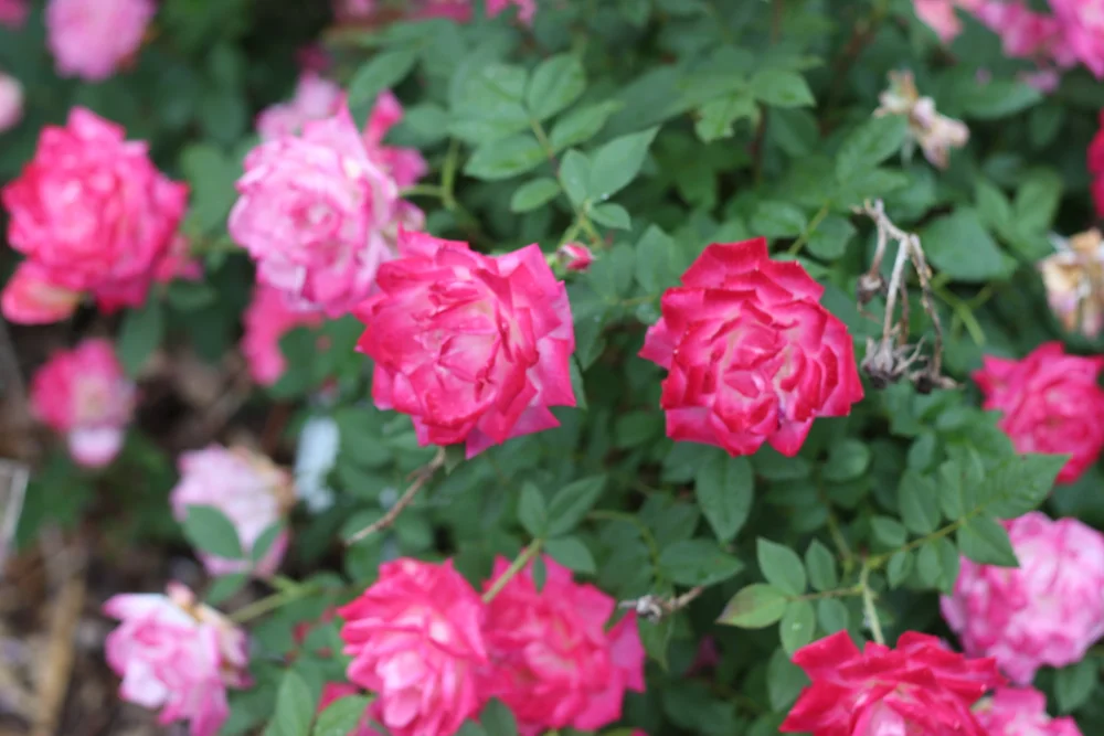 Peppermint Pop™ — American Rose Trials for Sustainability®