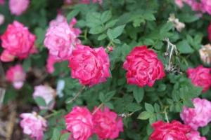 Peppermint Pop™ — American Rose Trials for Sustainability®