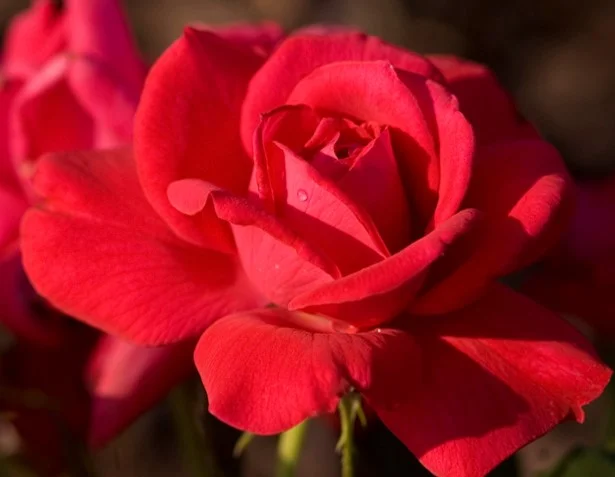 Super Hero™ — American Rose Trials for Sustainability®