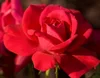 Super Hero™ — American Rose Trials for Sustainability®