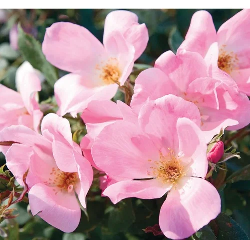 Blushing Knockout TM — American Rose Trials for Sustainability®