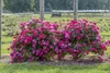 Highwire Flyer™ — American Rose Trials for Sustainability®