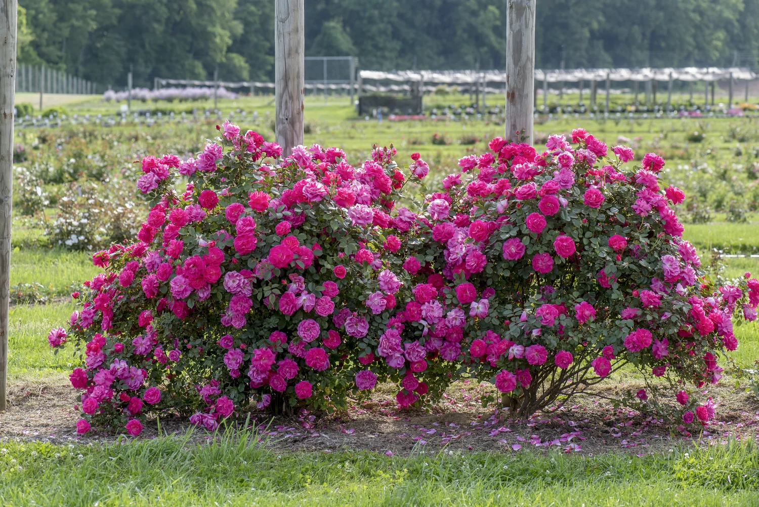 Highwire Flyer™ — American Rose Trials for Sustainability®