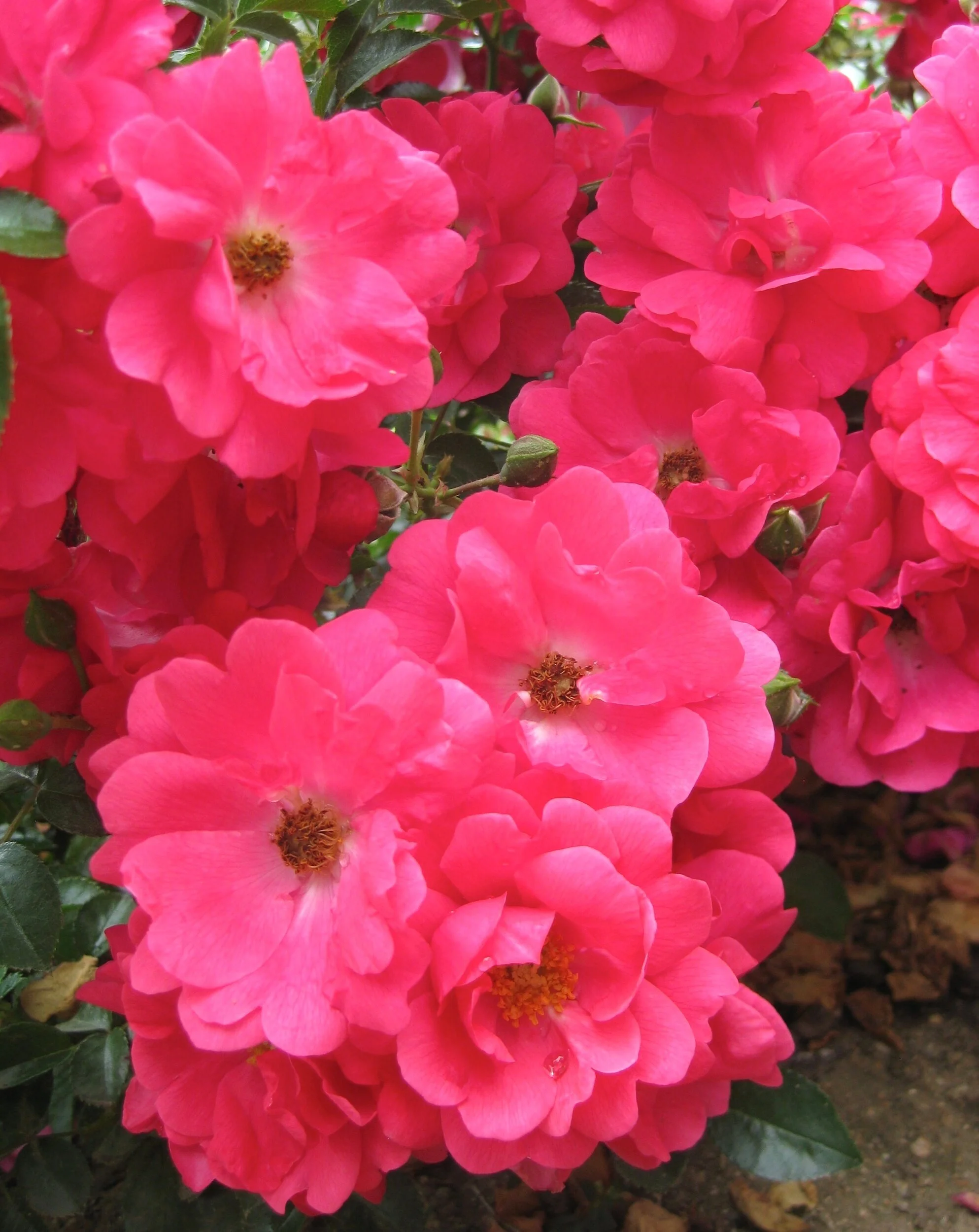 Flower Carpet Pink Supreme — American Rose Trials for Sustainability®