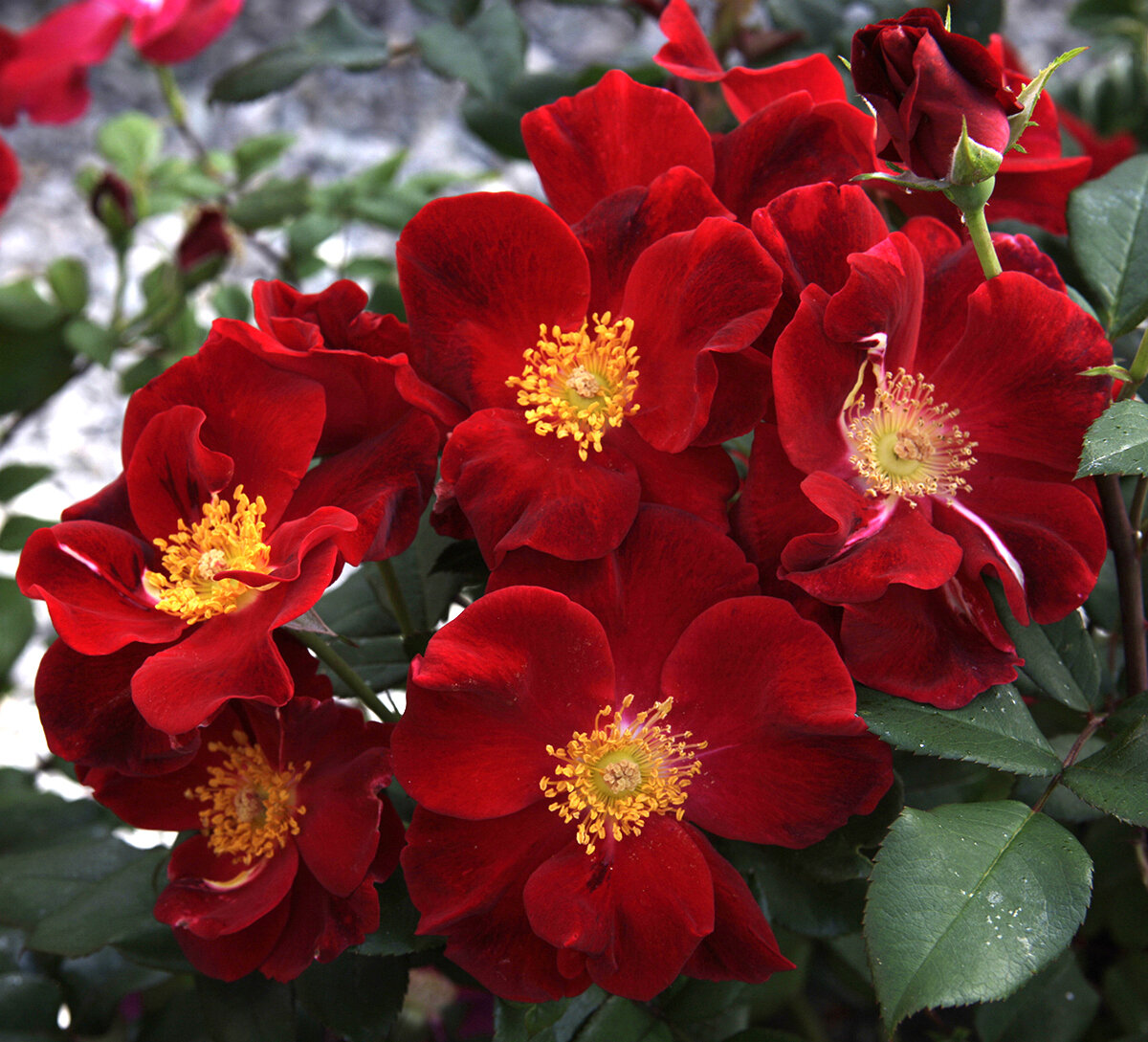 Cfa Humid Subtropical Climate — American Rose Trials For Sustainability®