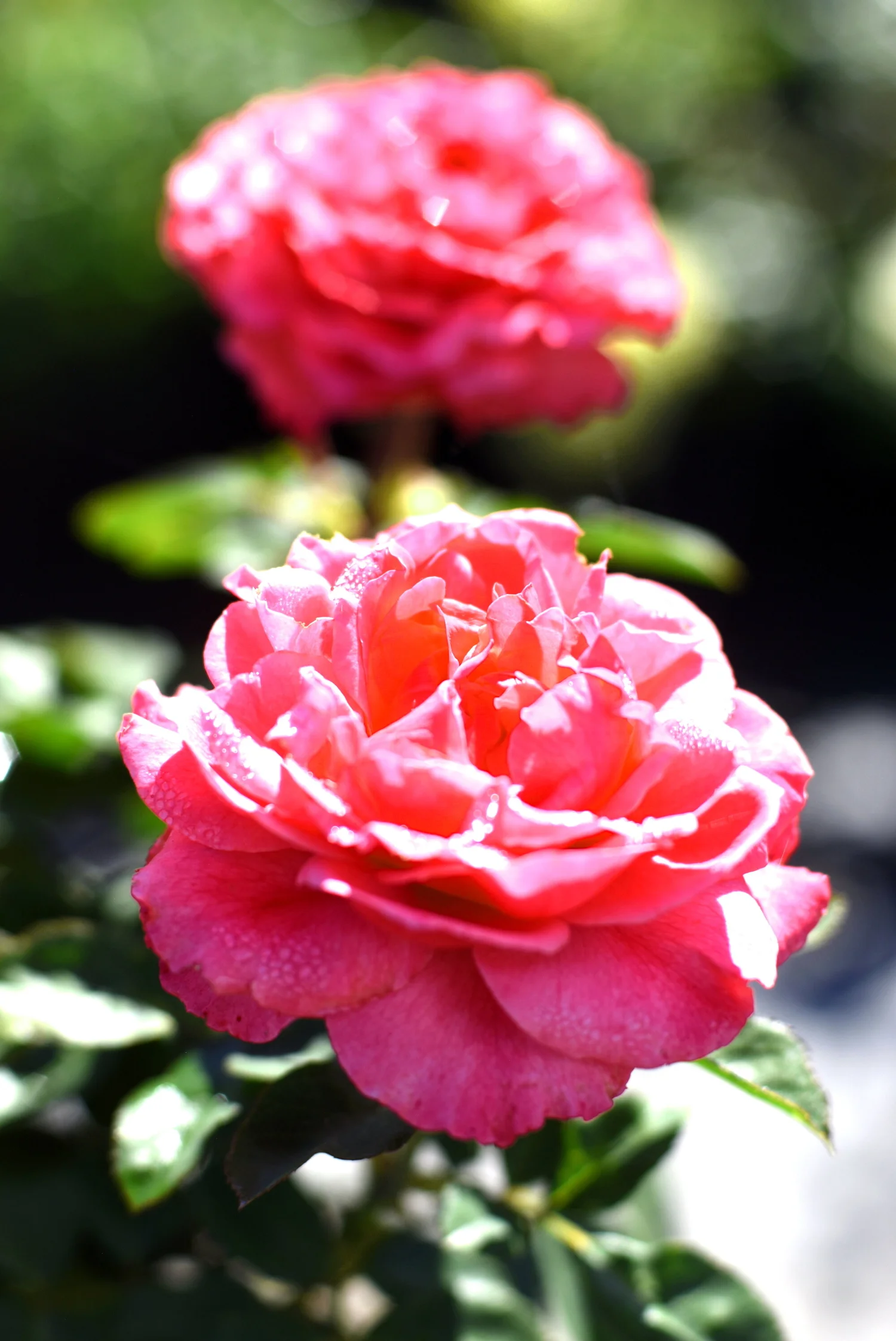 True Bloom™ True Sensation™ — American Rose Trials for Sustainability®