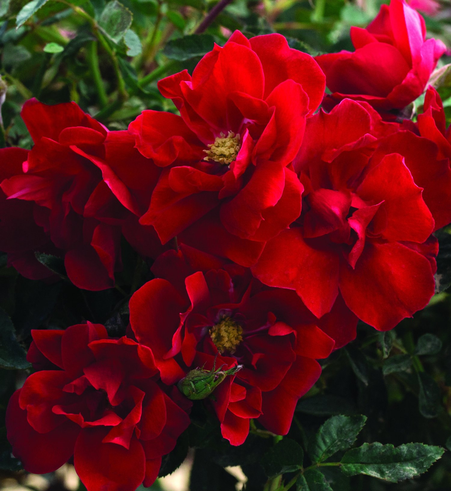 Brick House™ — American Rose Trials for Sustainability®