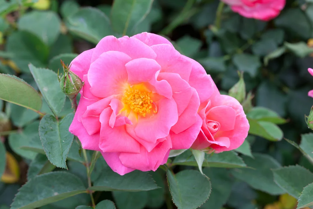 Pink Freedom™ — American Rose Trials for Sustainability®