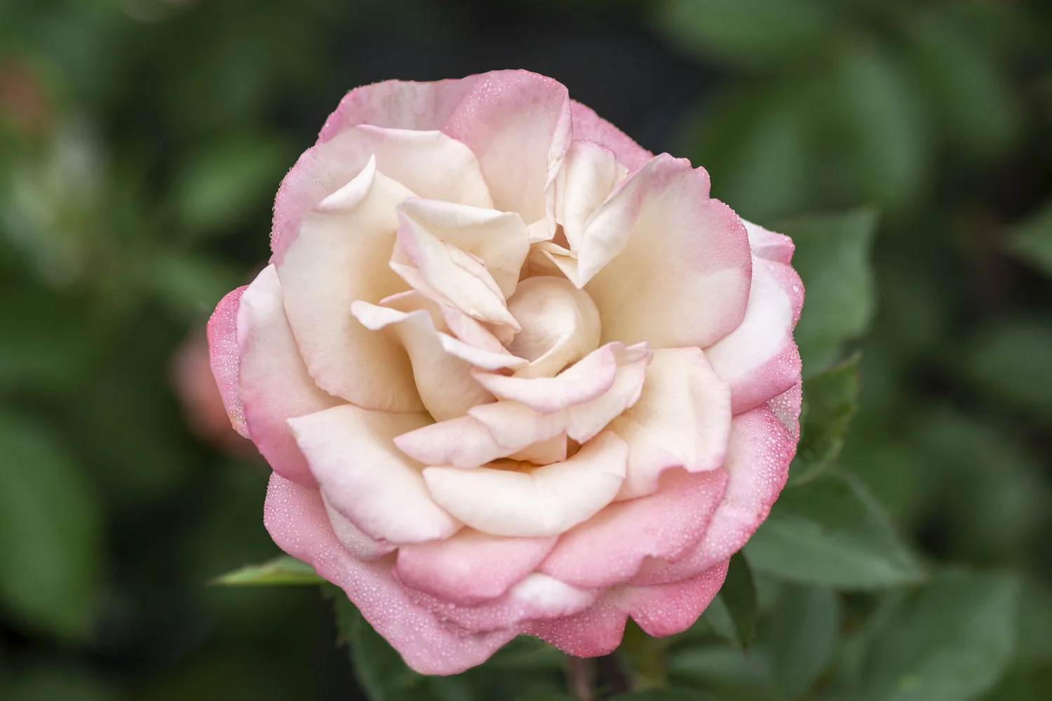 Pinkerbelle™ — American Rose Trials for Sustainability®