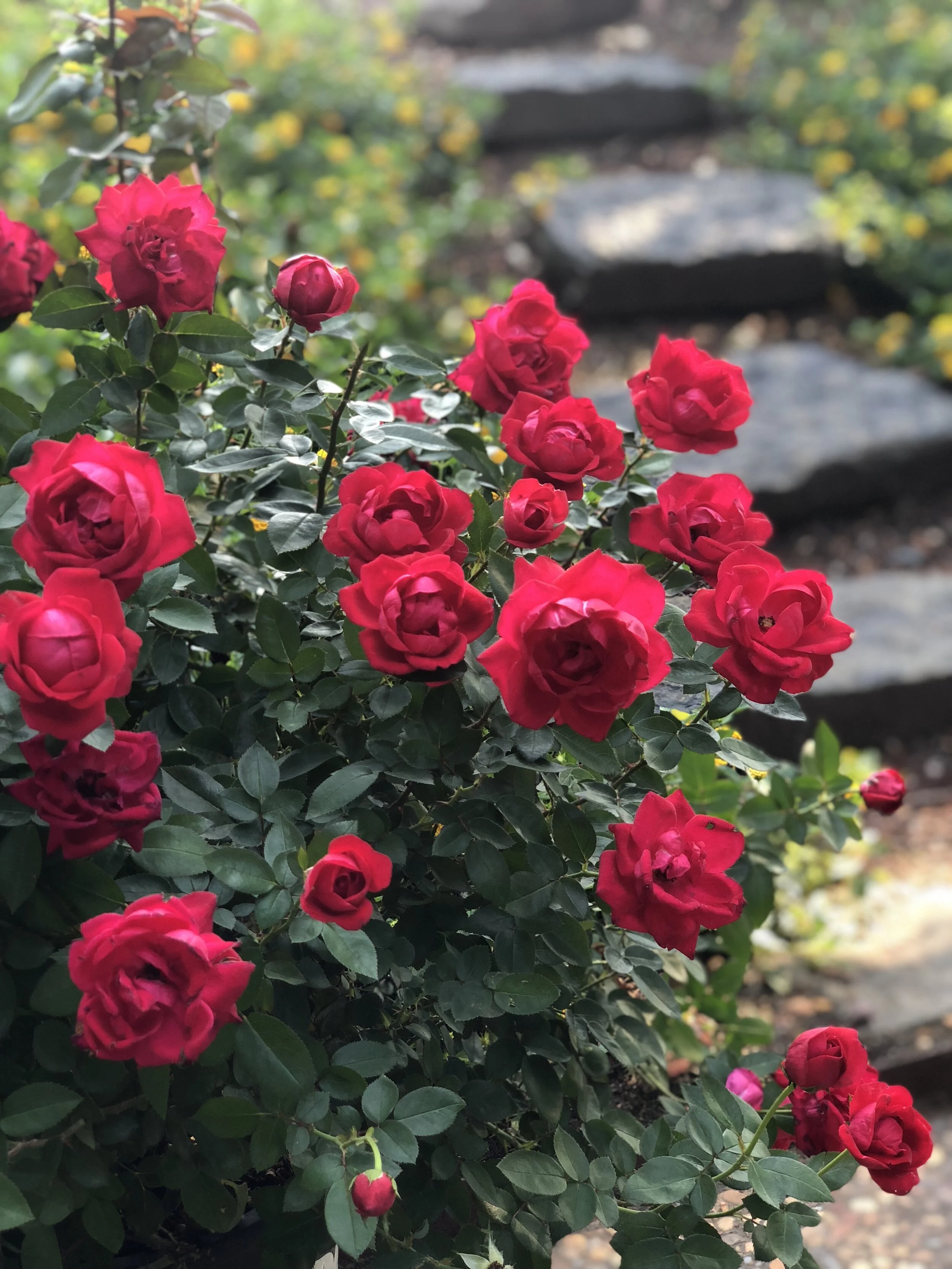 The Grand Champion™ Red Rose — American Rose Trials for Sustainability®