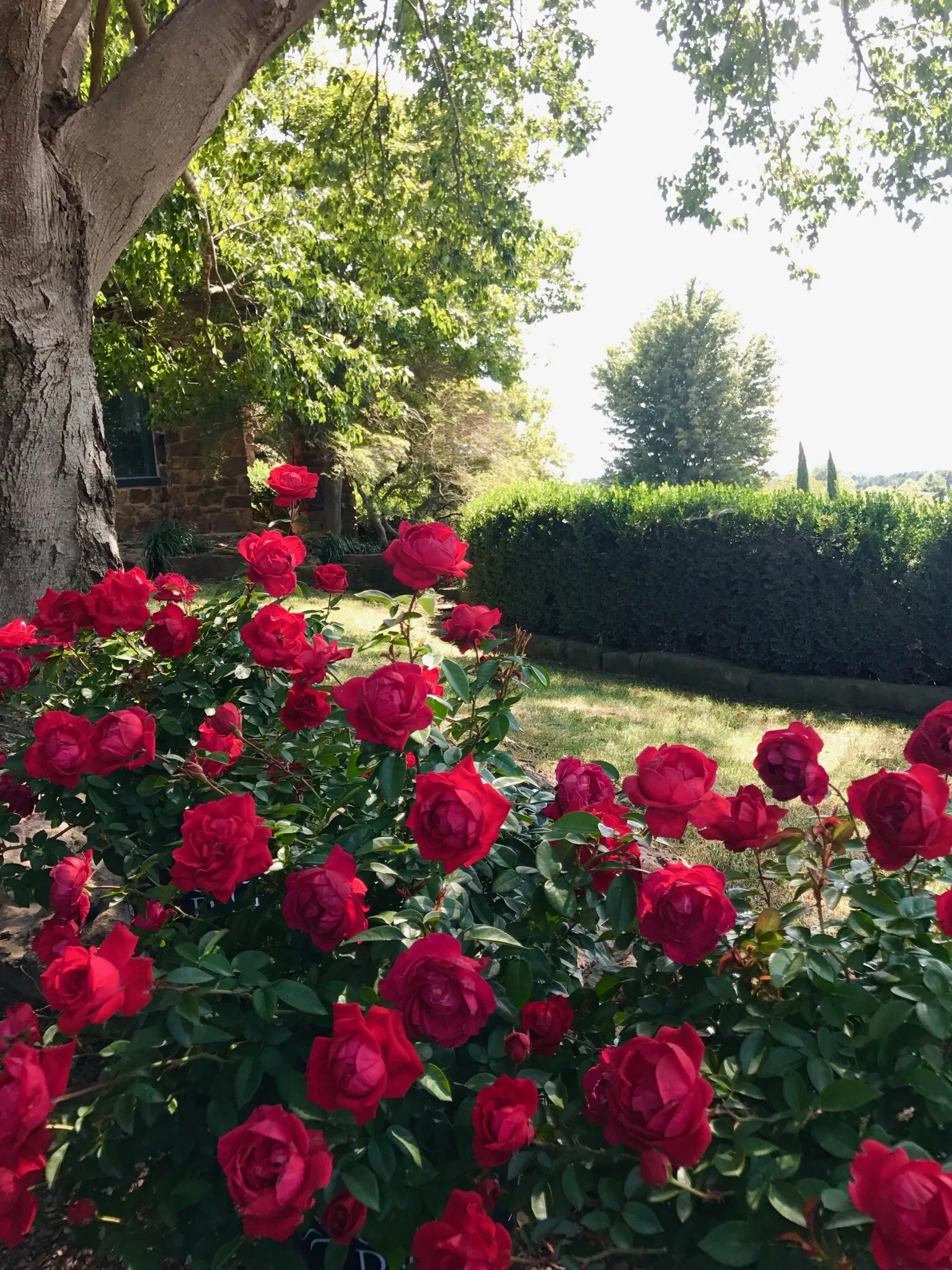 The Grand Champion™ Red Rose — American Rose Trials for Sustainability®